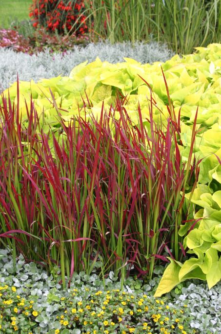 Okrasna trava Red Baron (Imperata cylindrica) Volmary ® | Dostavasadik.si