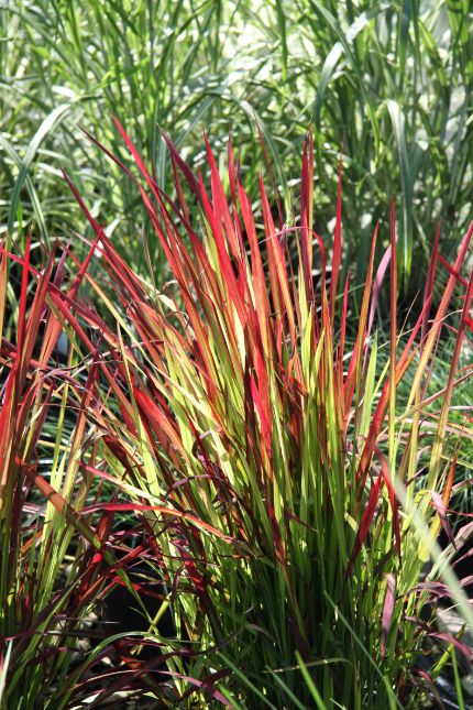 Okrasna trava Red Baron XXL (Imperata cylindrica) Volmary ...