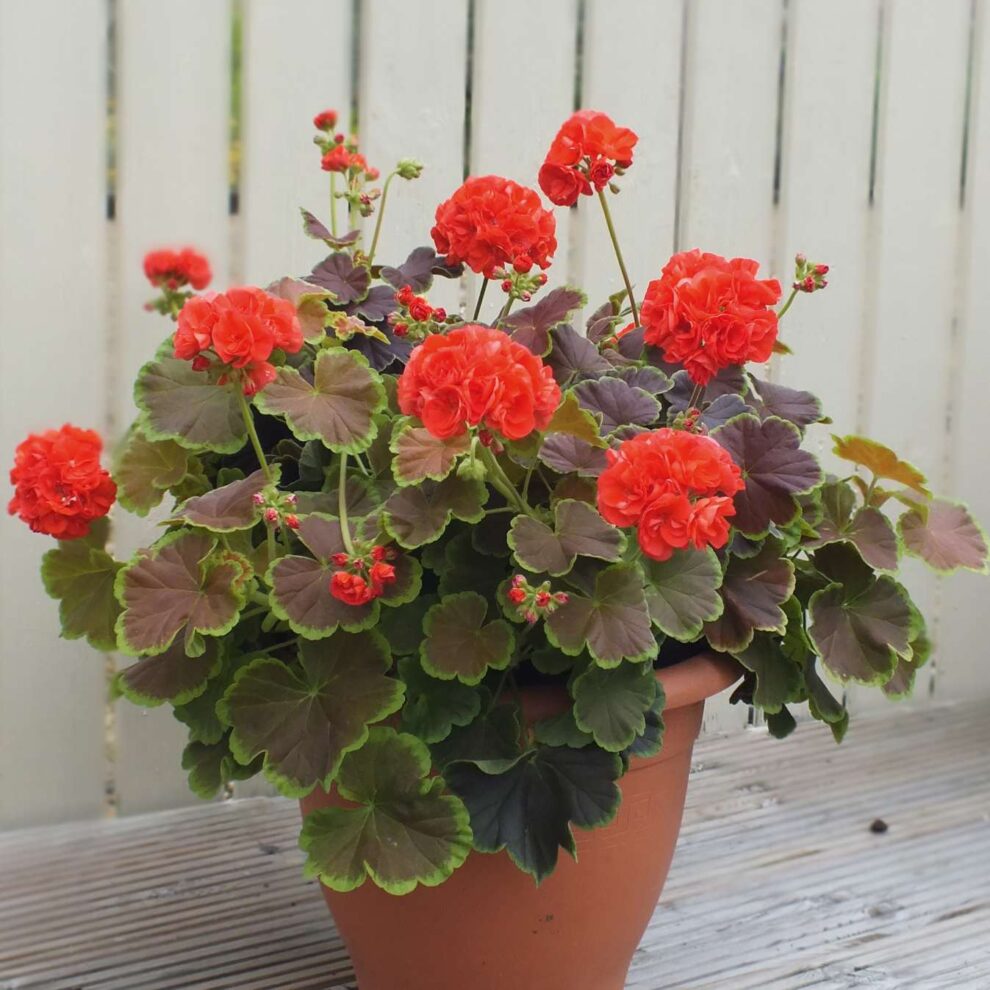 Pelargonije | Dostavasadik.si