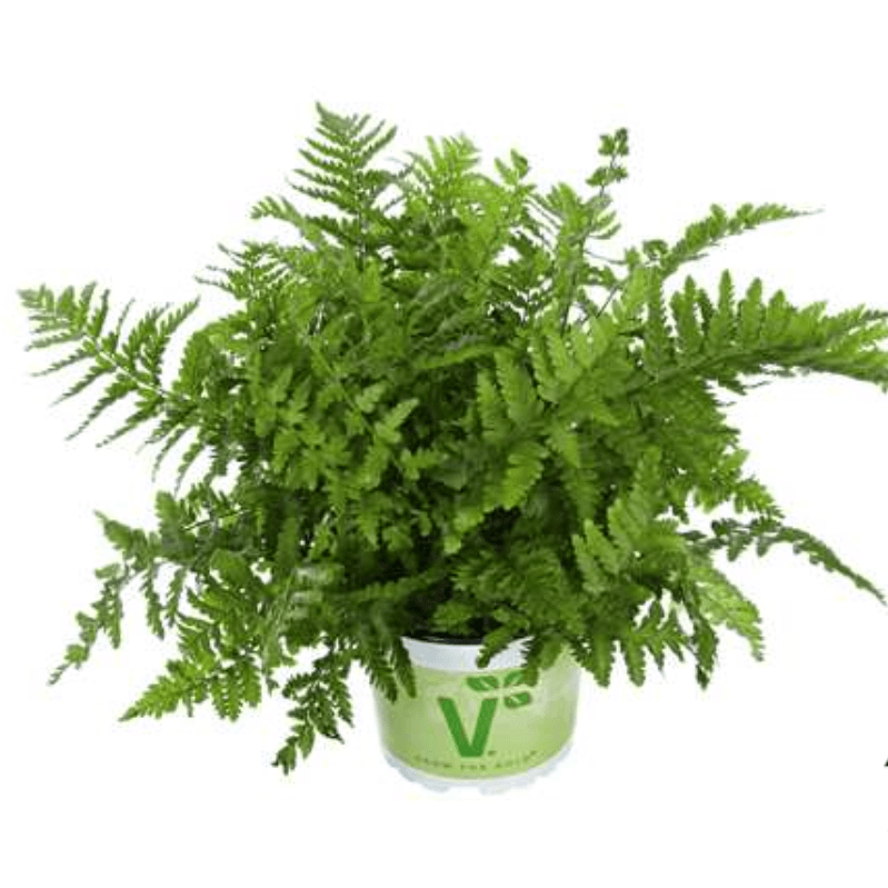 Vrtna praprot Mexica (navadna zelena praprot) Volmary ® | Dostavasadik.si